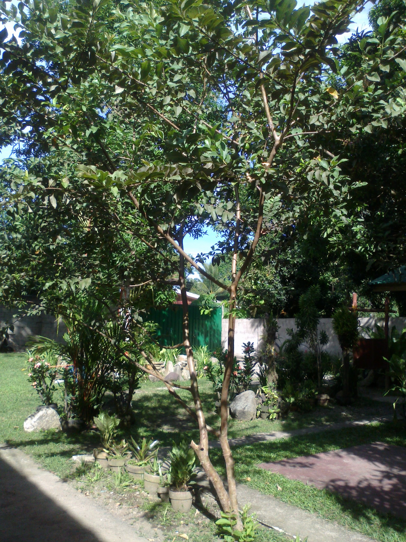 Bayabas Plant