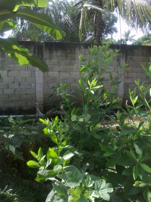 Sambong Plant