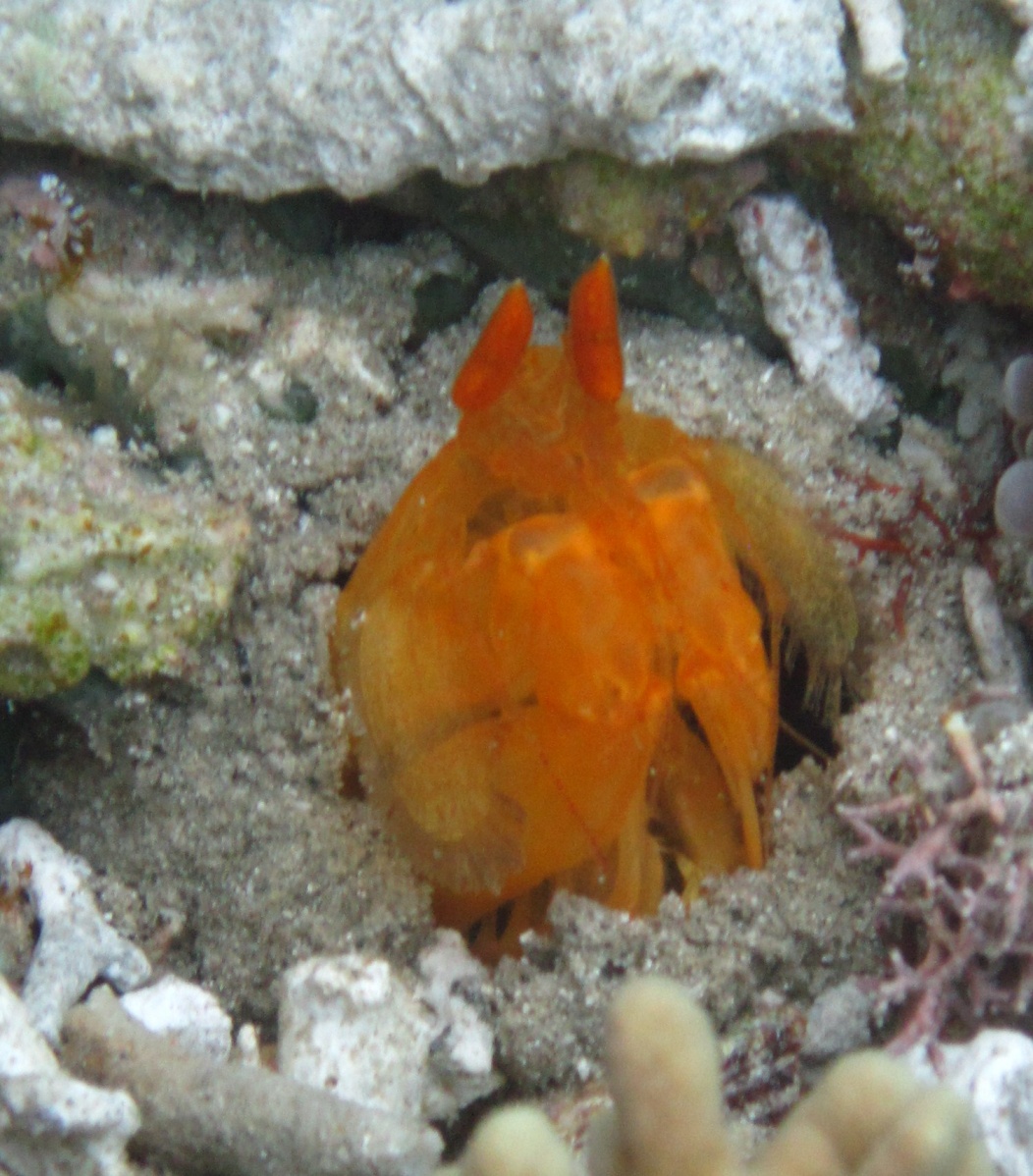 File:Tatampal.JPG - Philippines