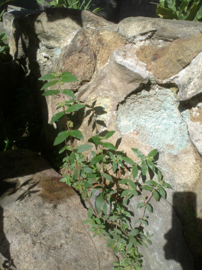 File:Tawa Tawa 3.jpg - Philippines